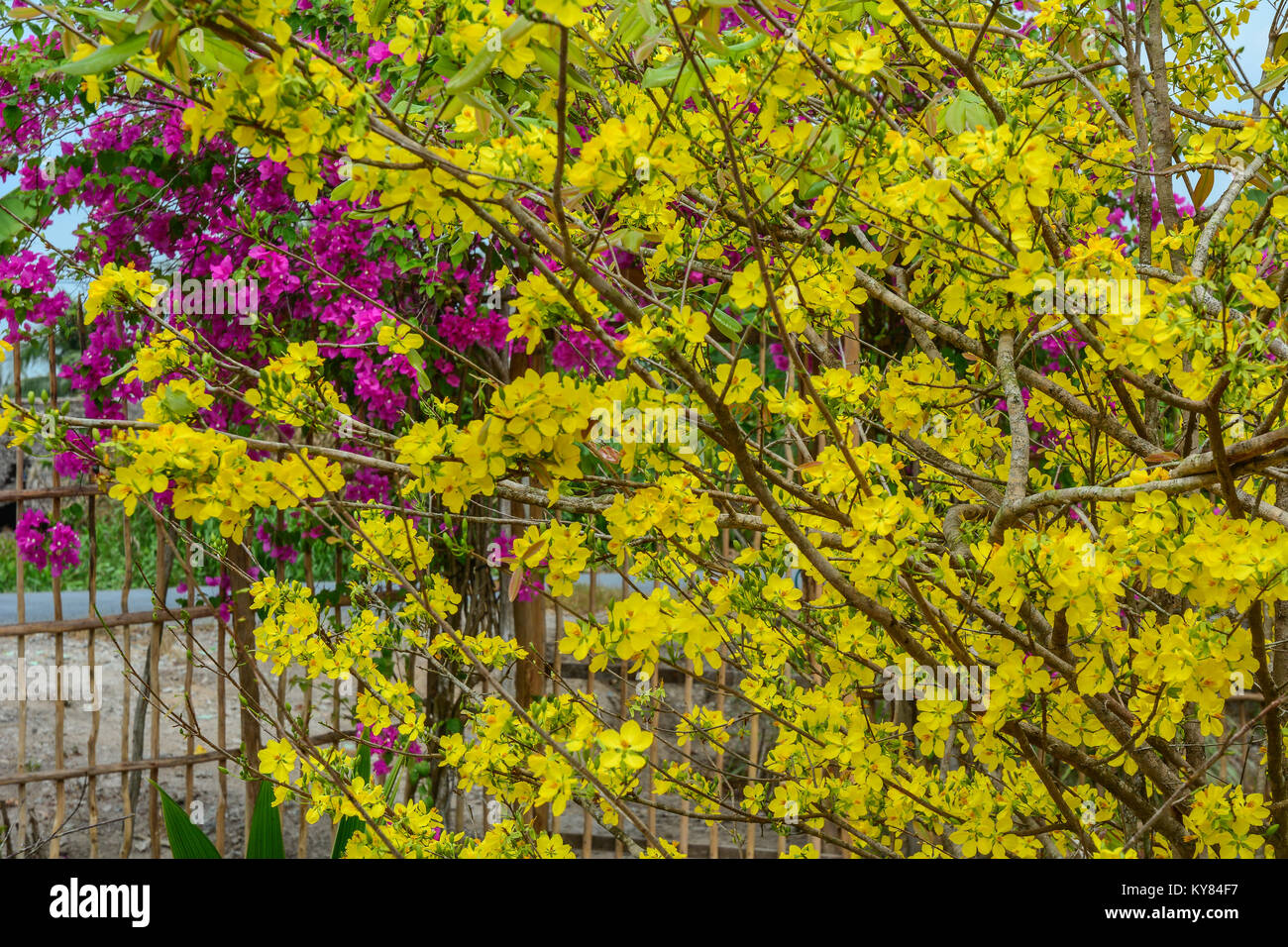 Ochna integerrima flowers at garden in Mekong Delta, Vietnam Stock ...
