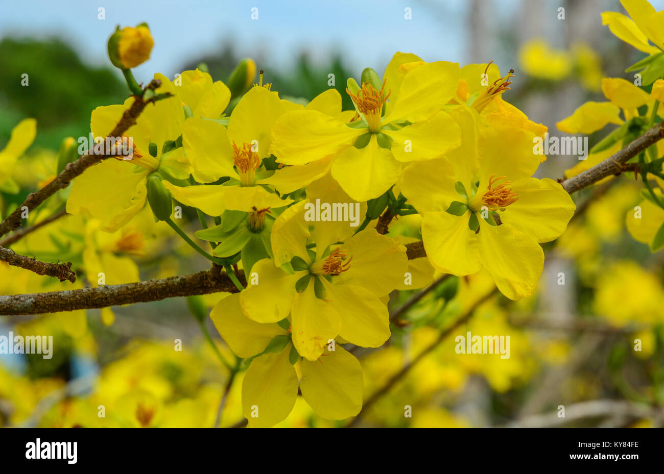Ochna integerrima flowers park hi-res stock photography and images - Alamy