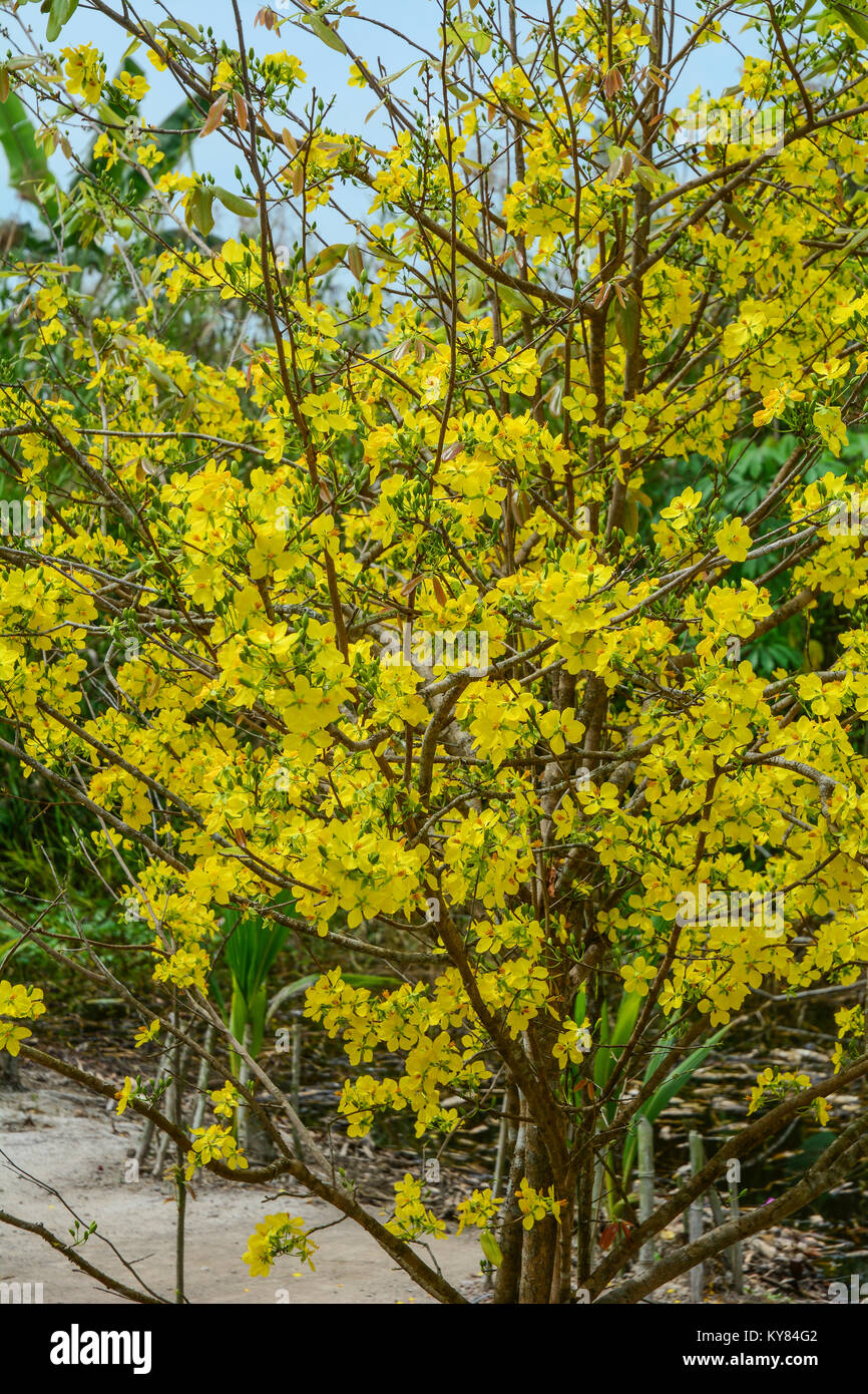 Ochna integerrima flowers on tree at garden in Mekong Delta, Vietnam ...