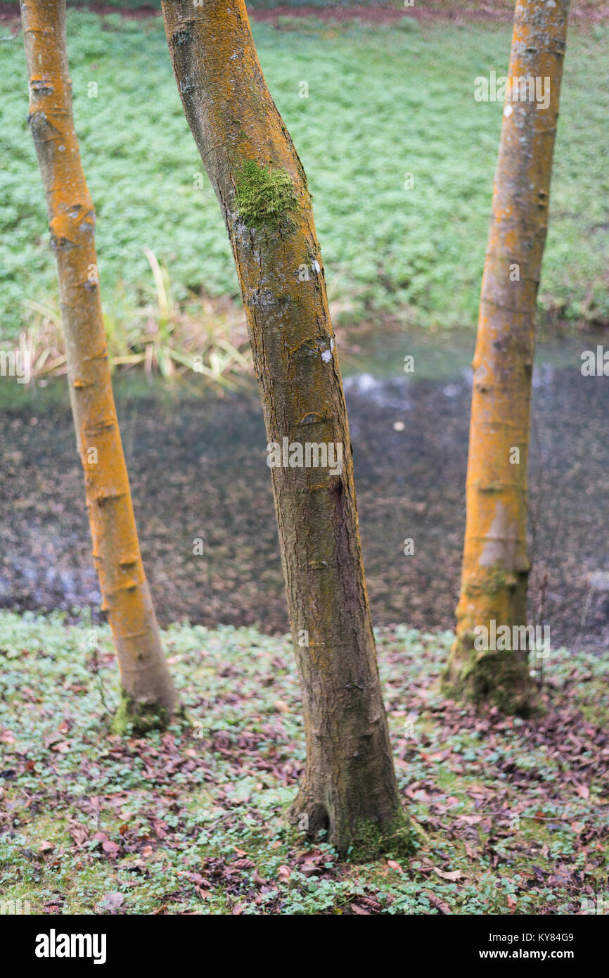 Three tree trunks with colourful lichen in front of a stream Stock ...