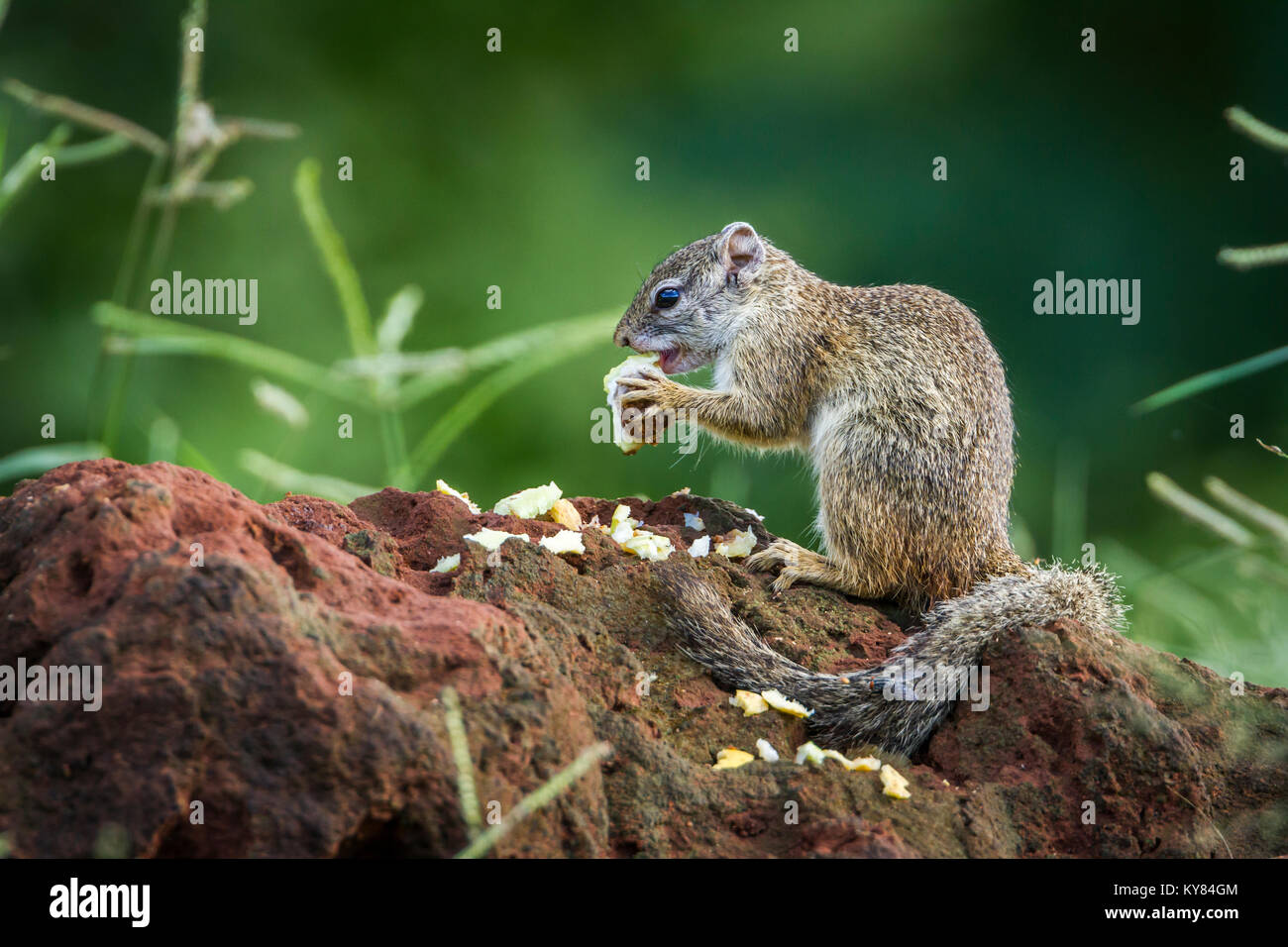Smith bush squirrel in Kruger national park, South Africa ; Specie ...