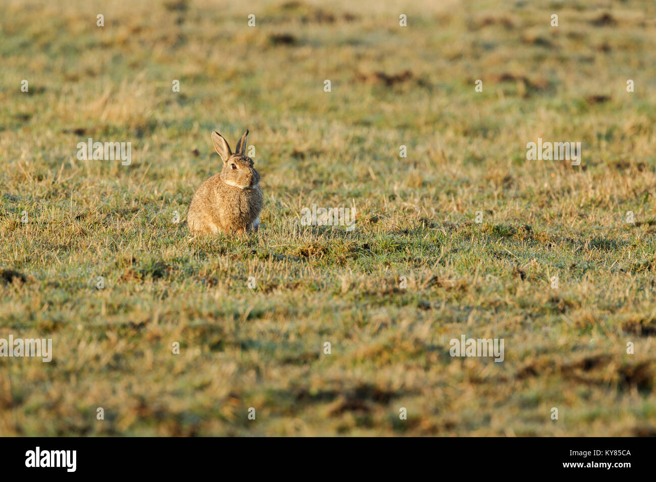 Wild rabbit, Latin name Oryctolagus cuniculus, sitting in a grassy ...