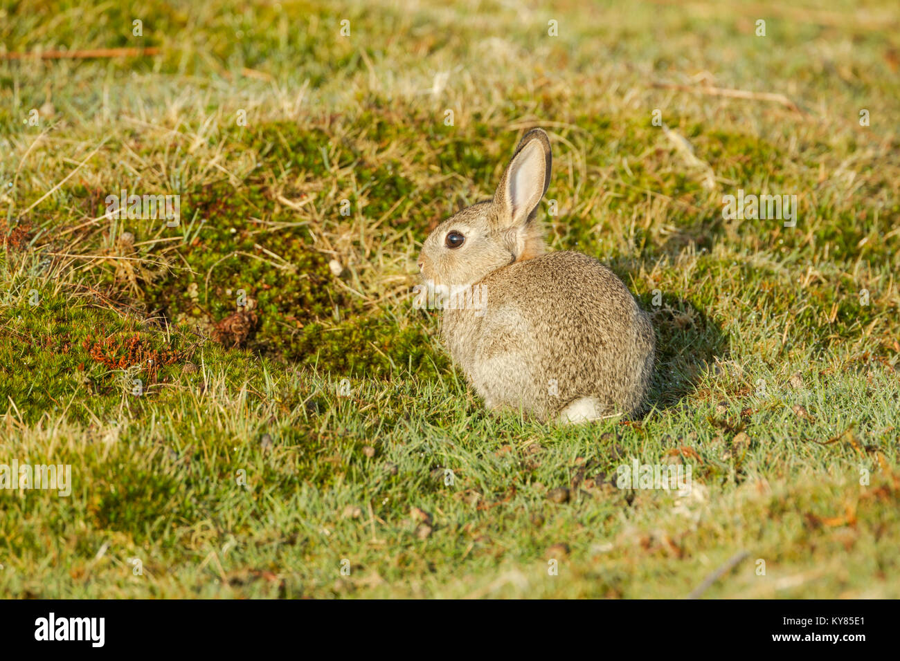 Field in early morning hi-res stock photography and images - Alamy