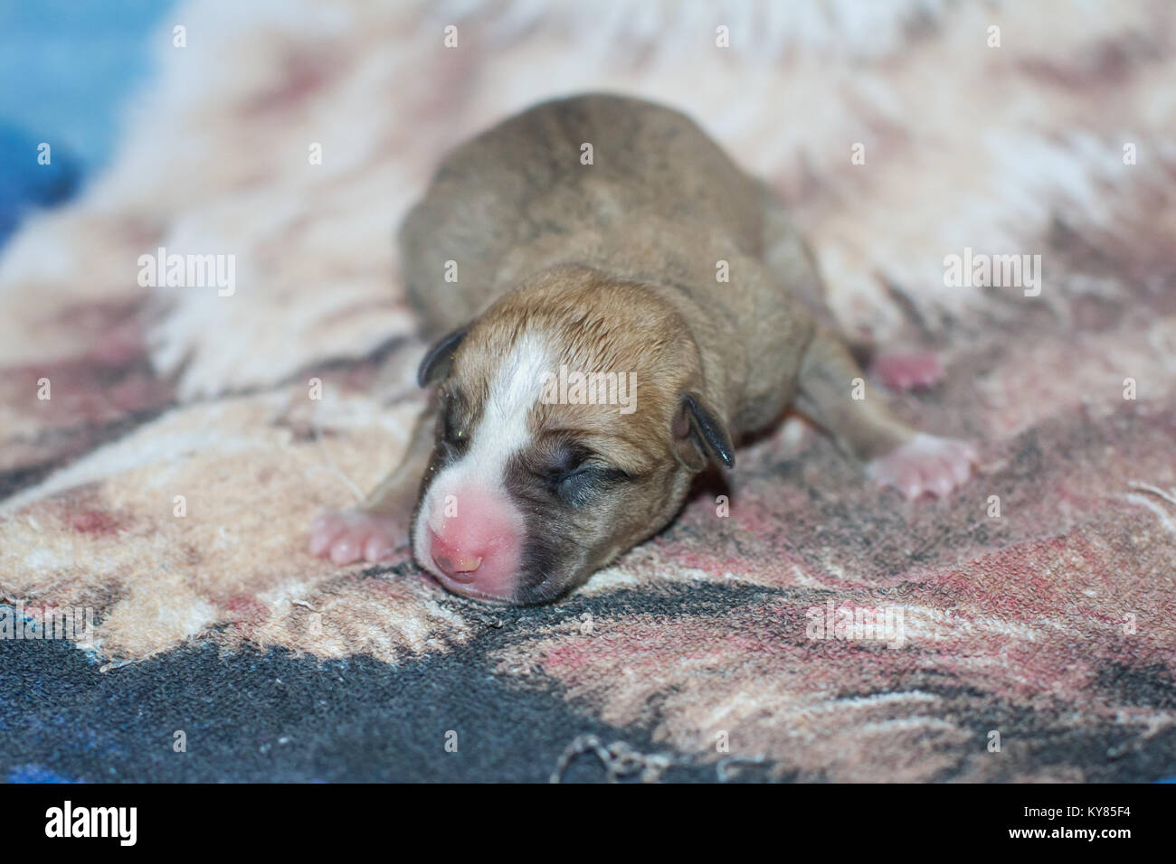 Just Born Pitbull Puppies
