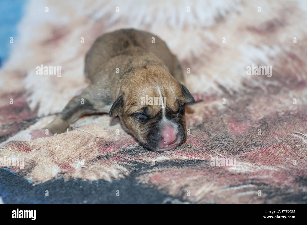 Newborn dog puppy Stock Photo - Alamy