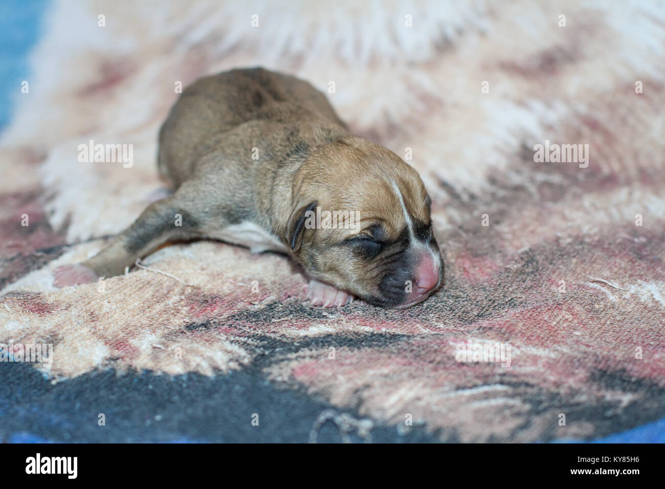 Newborn dog puppy Stock Photo - Alamy