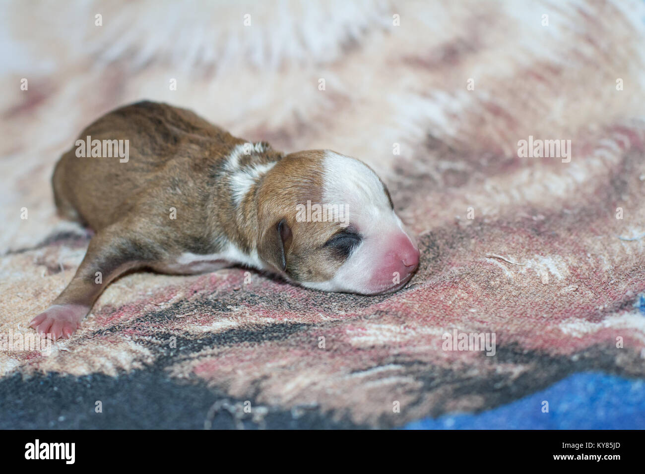 Newborn dog puppy Stock Photo - Alamy