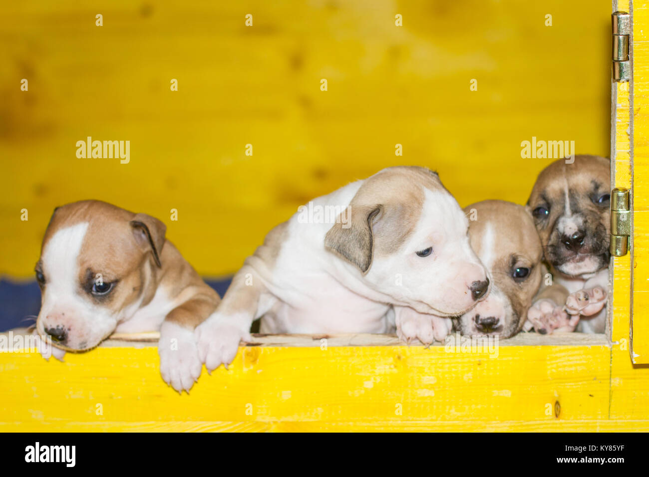 Active puppies hi-res stock photography and images - Alamy