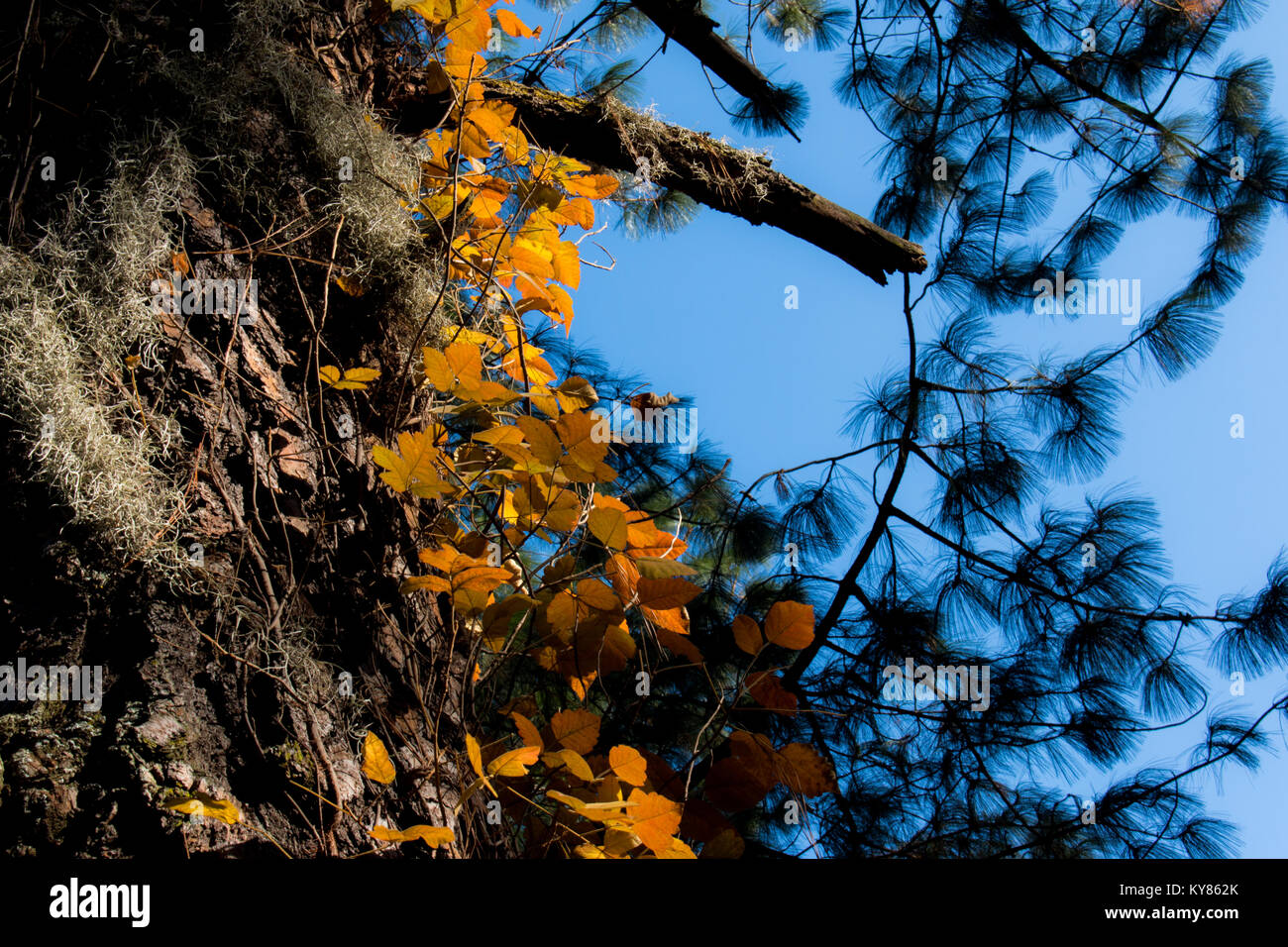 Mexican forest hi-res stock photography and images - Alamy