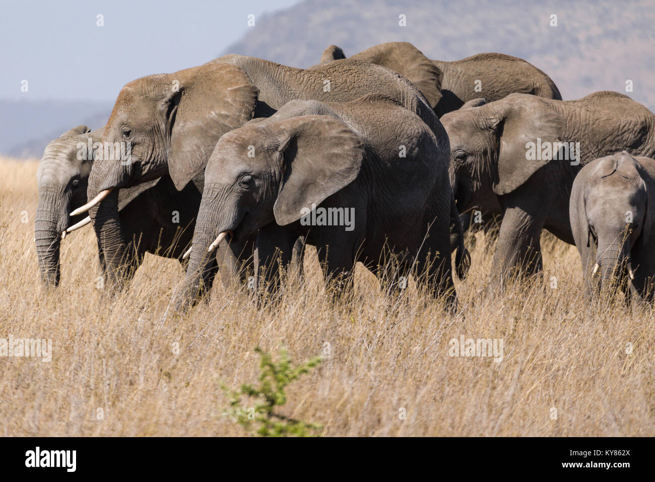 Big herd of elephants with youngsters and babies marching trough ...