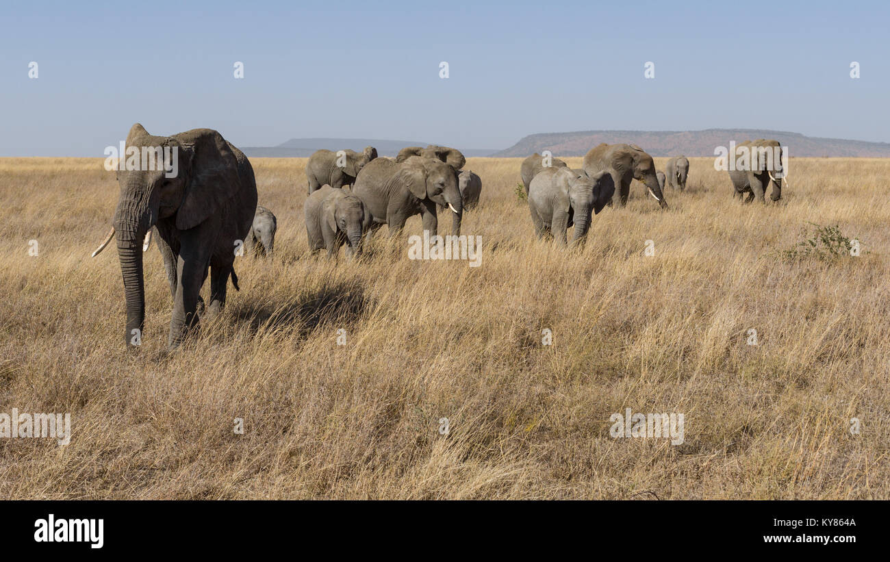 Big herd of elephants with youngsters and babies marching trough ...