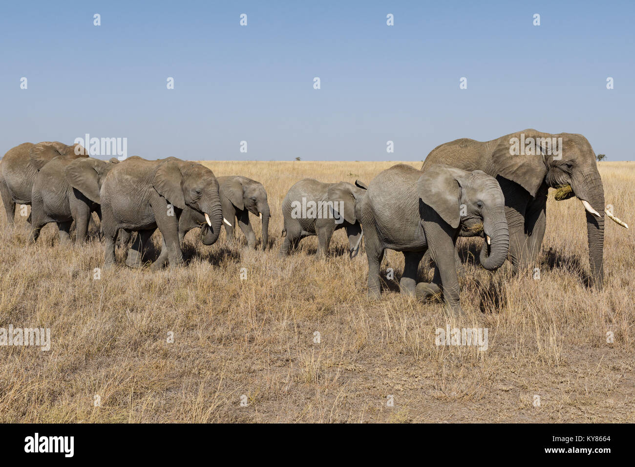 Big herd of elephants with youngsters and babies marching trough ...