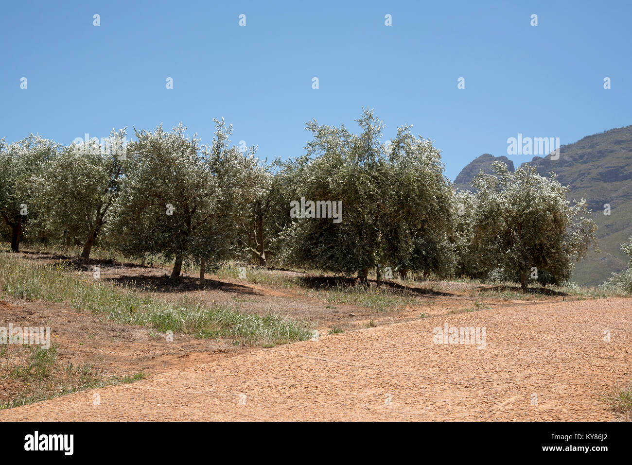 African orchard hi-res stock photography and images - Alamy