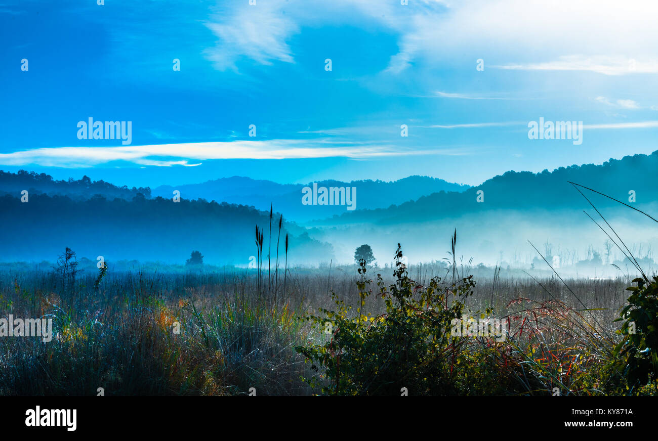 Morning mist & dew in winter at Jim Corbett National Park Stock Photo ...