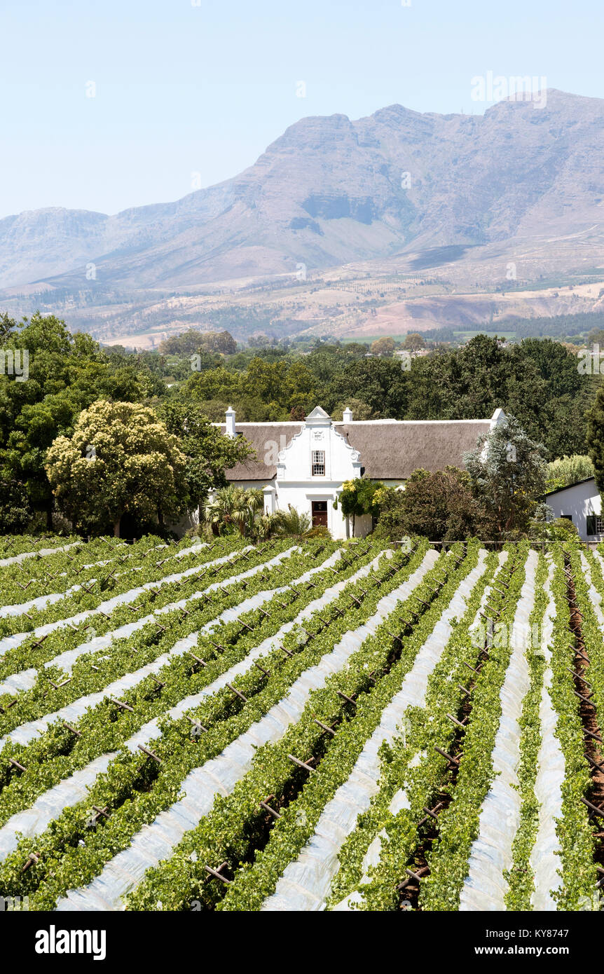 Paarl Western Cape South Africa. December 2017. Vines on a Paarl wine ...