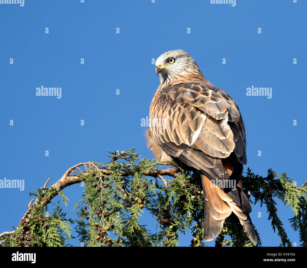 Fauna fauna española españa hi-res stock photography and images - Alamy