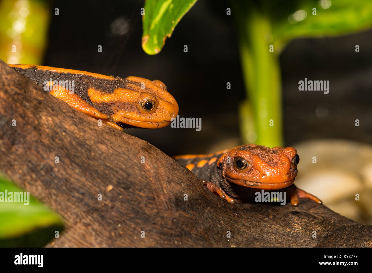 Himalayan Crocodile Newt Stock Photo - Alamy