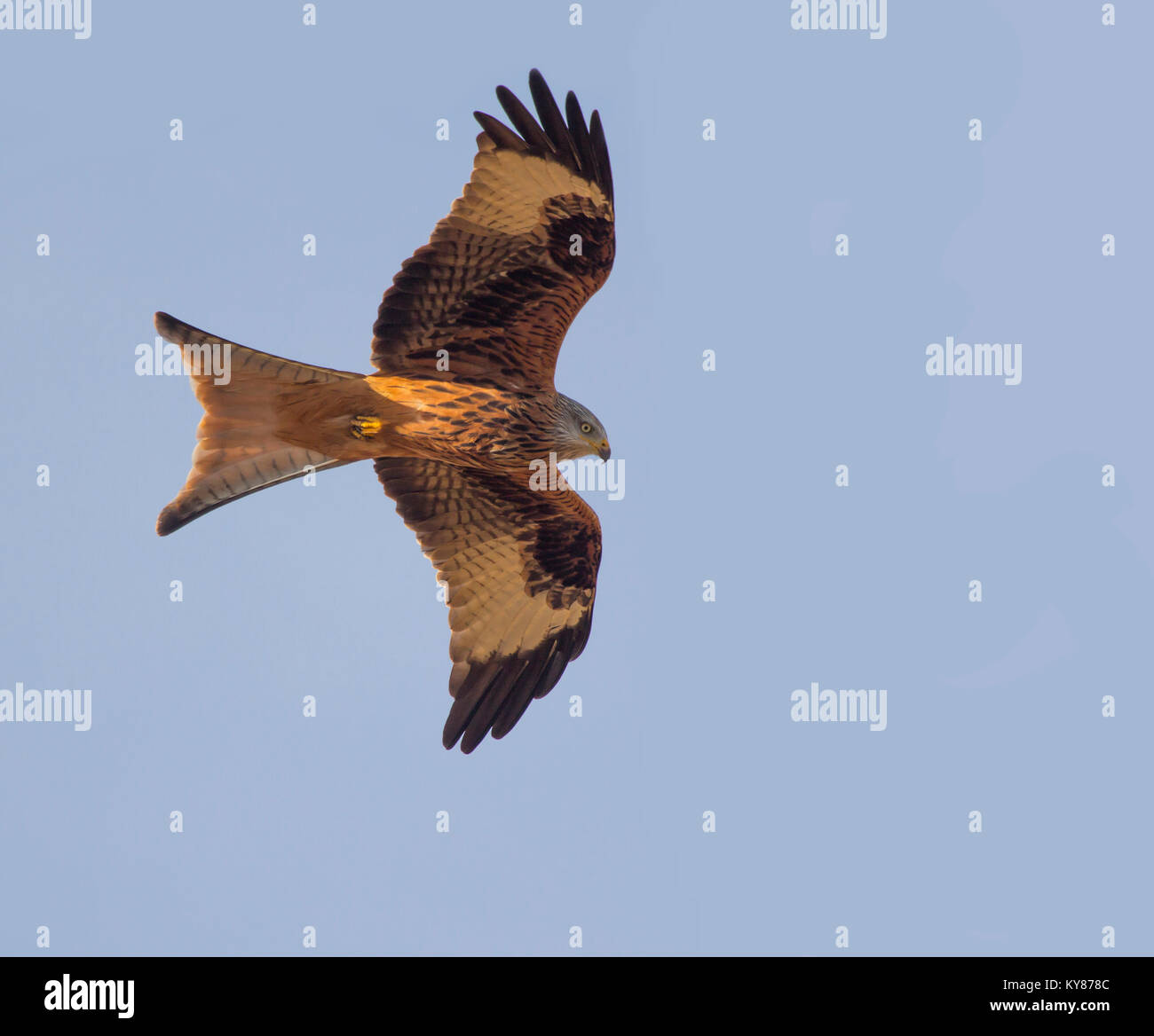 Red Kite - Milvus milvus Stock Photo - Alamy