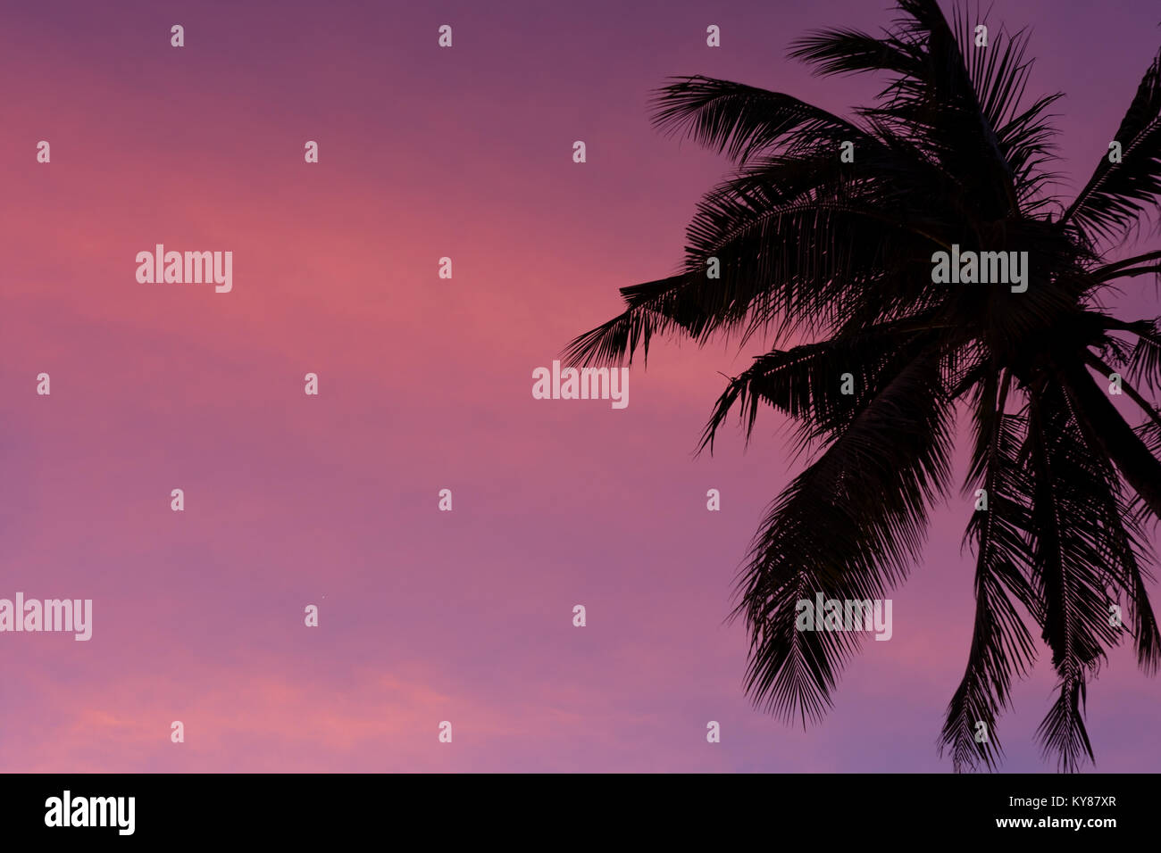 Simple view of a silhouetted palms trees at a pink and purple sunset at ...