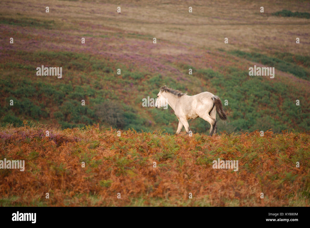 A rare white wild Exmoor pony. (UK Stock Photo - Alamy