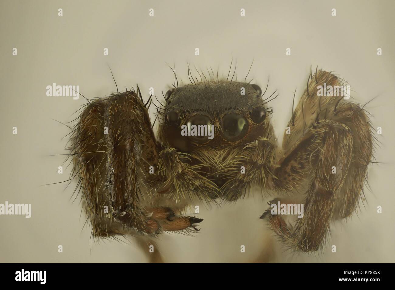 Close-up spider. Spider eyes Stock Photo - Alamy