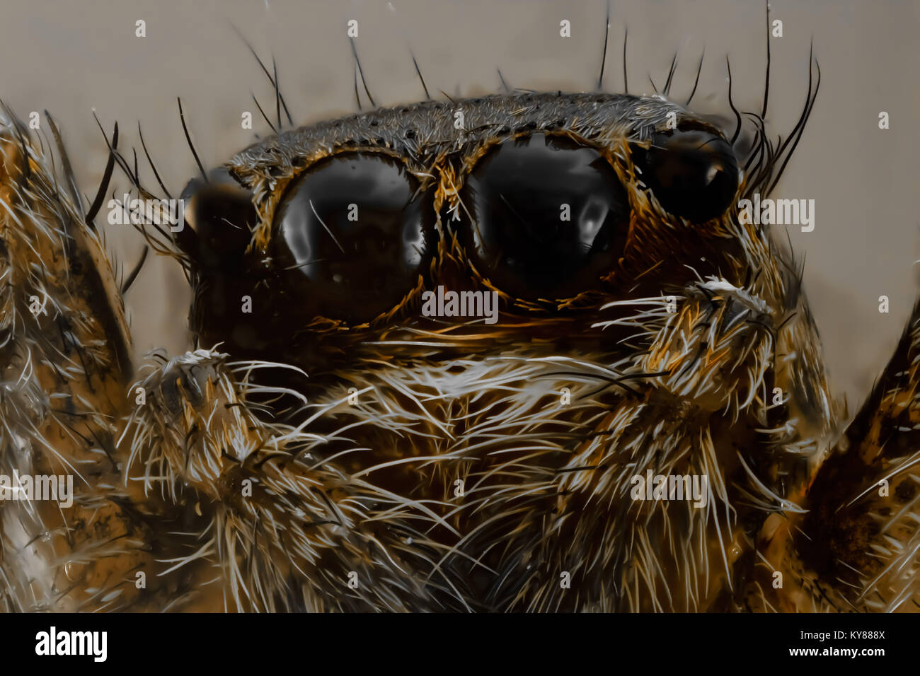 Close-up spider. Spider eyes Stock Photo - Alamy