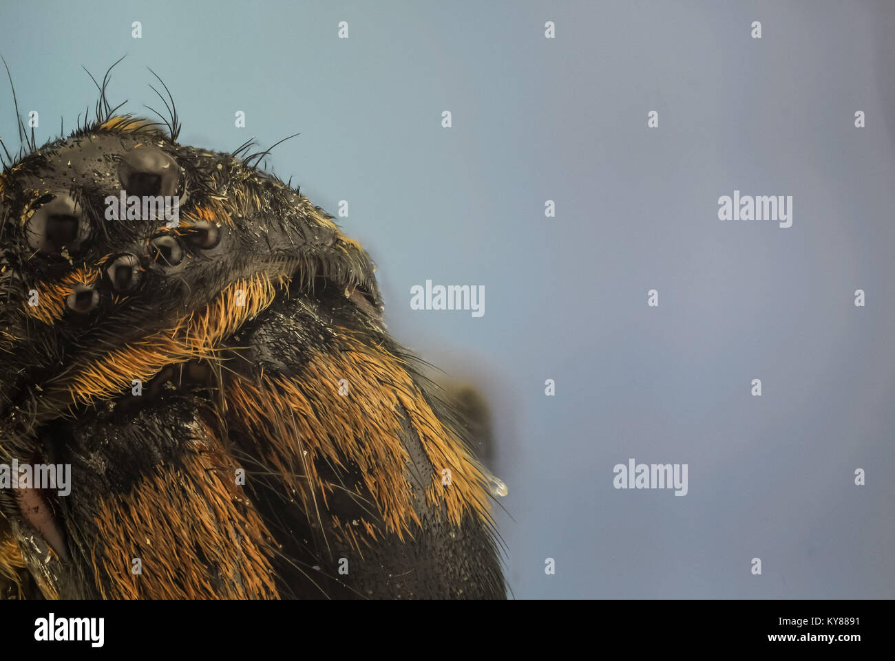 Close-up spider. Spider eyes Stock Photo - Alamy
