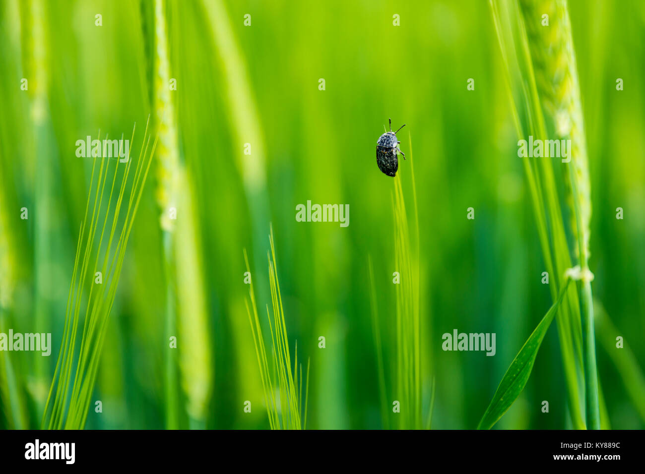 Bug sitting in the middle of green growing wheat field Stock Photo - Alamy
