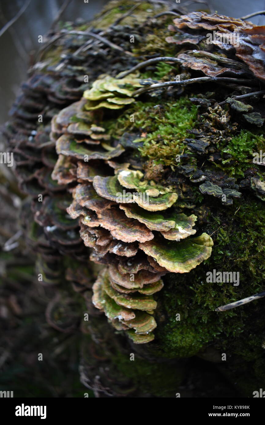 Close up of green bracket fungus growing on a mossy tree stump taken ...