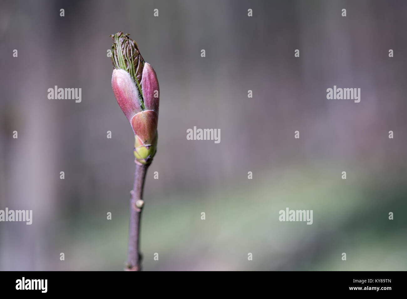 Maple leaf coming out of the bud. Very young fresh maple leaf in spring ...