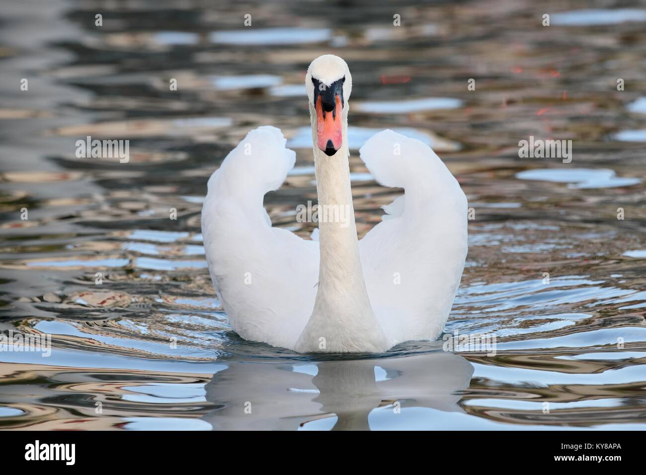 Mute swan with slightly open wings Stock Photo - Alamy Mute swan with slightly open wings Stock Photo - Alamy