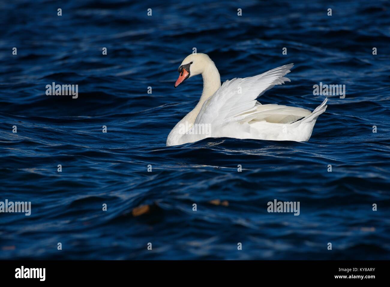 swan in dark blue water with a raised white wing Stock Photo - Alamy