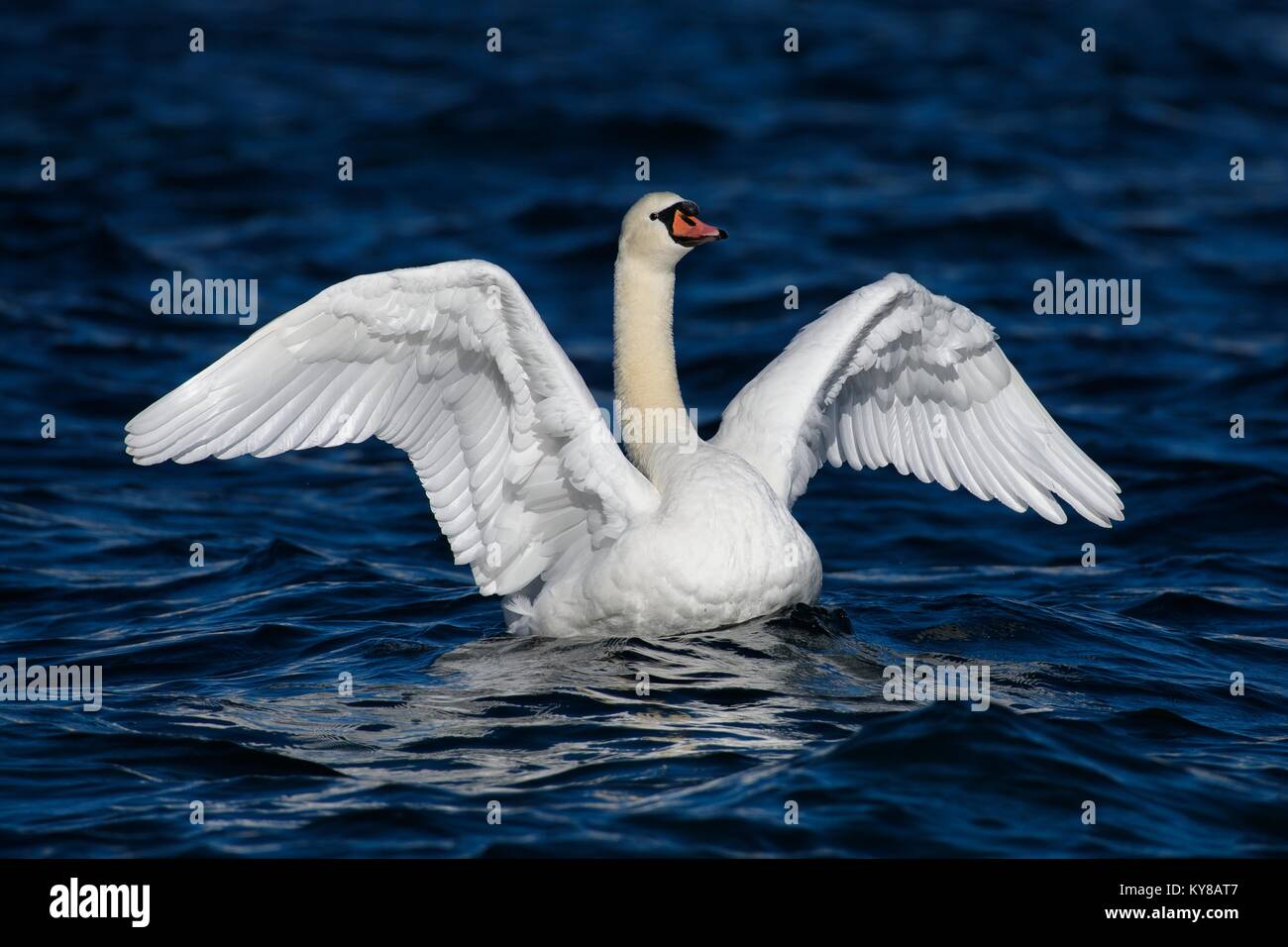 swan in dark blue water with wide wings spread.The white feathers stand ...
