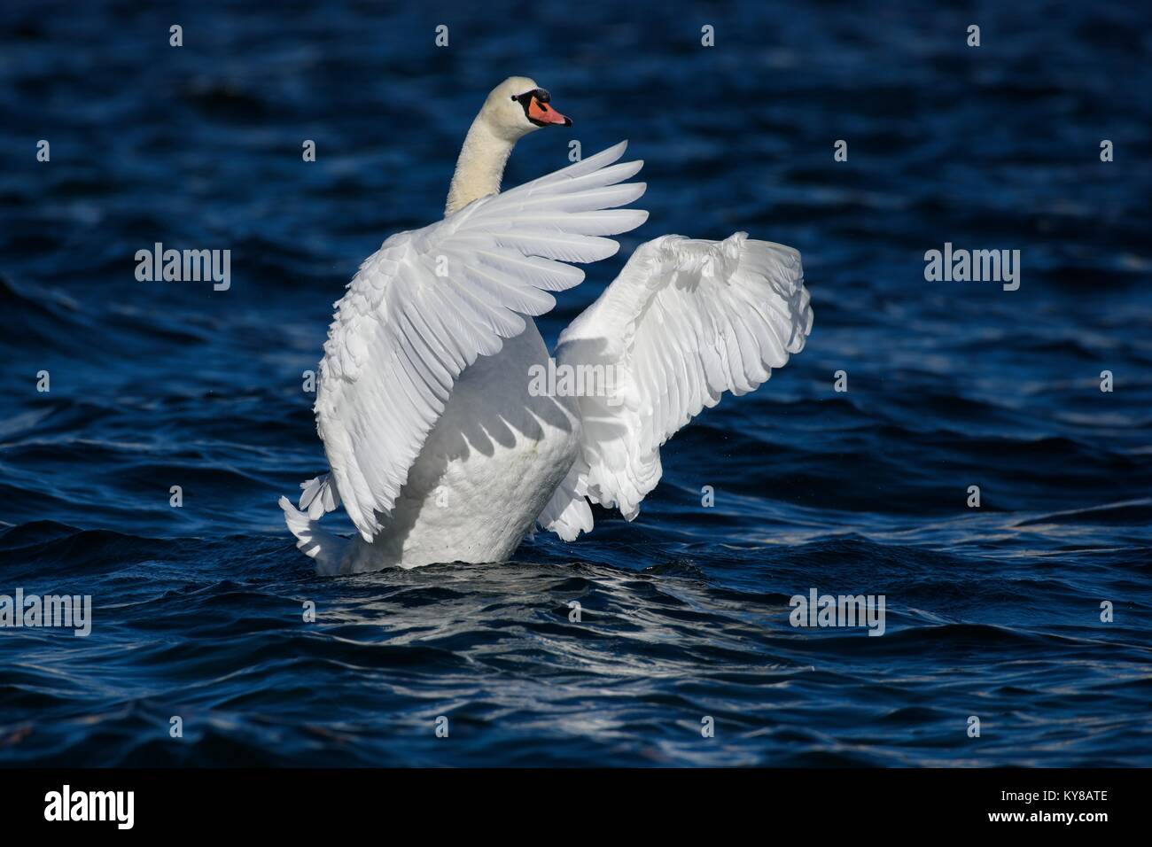 swan in dark blue water with wide wings spread.The white feathers stand ...