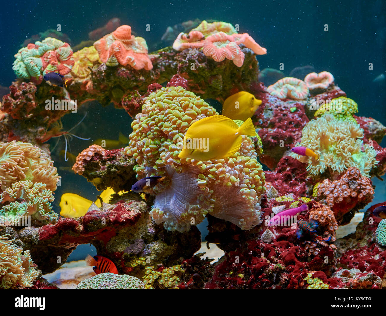 Coral reef colorful fish hi-res stock photography and images - Alamy