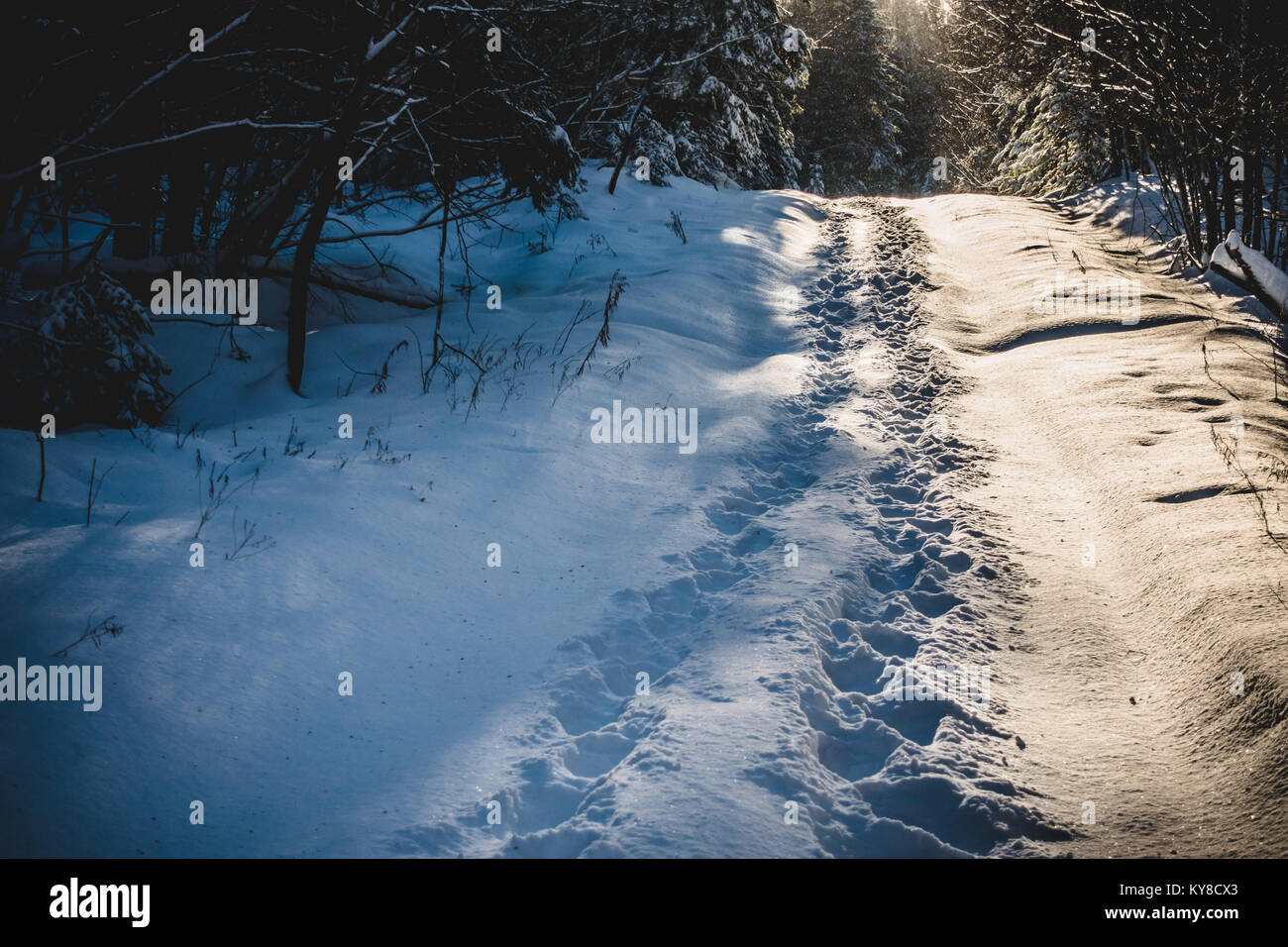 Footstep of Couple Walking in the Wild Forest during Winter Stock Photo ...