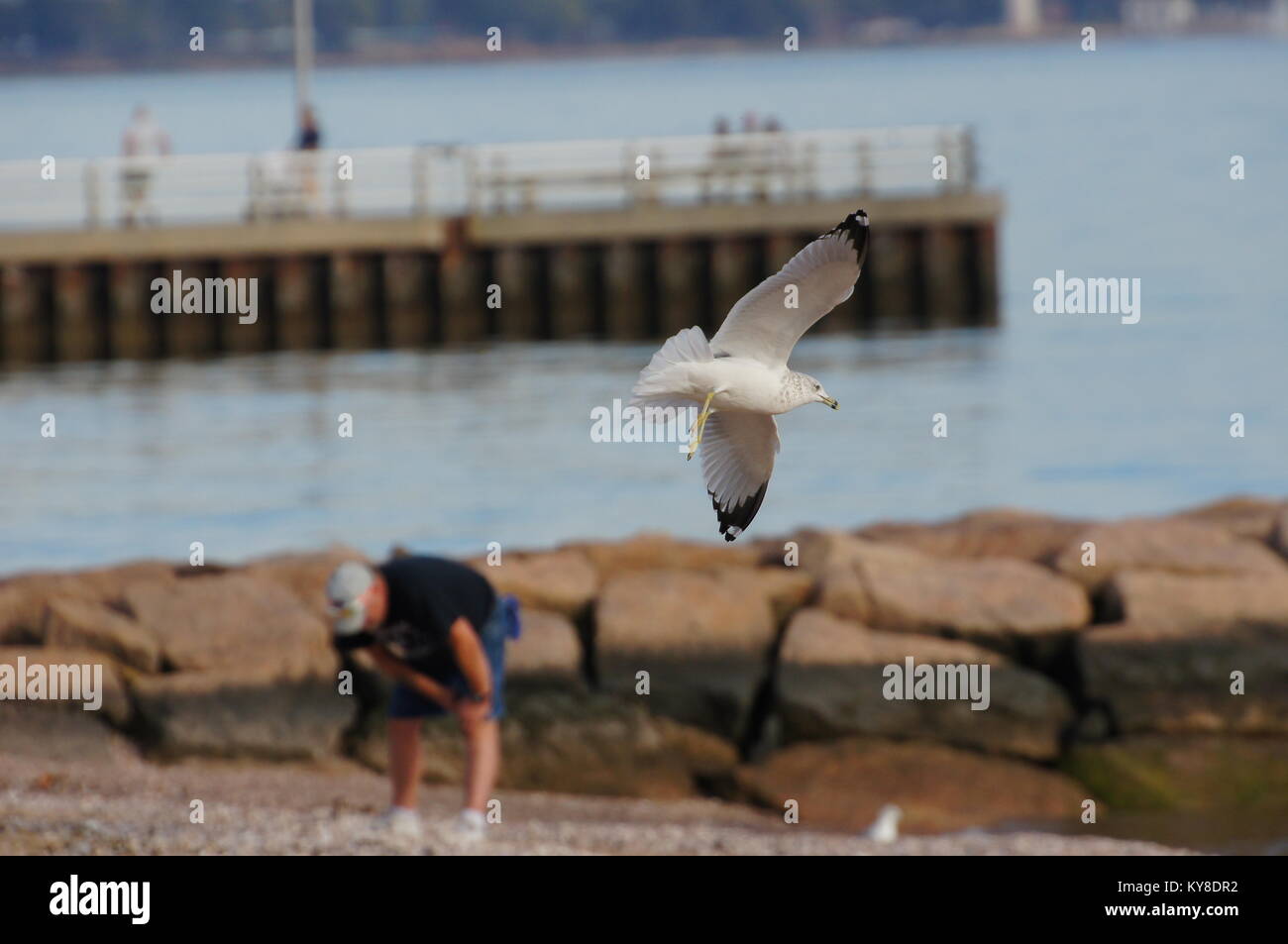 Shoreline seagull hi-res stock photography and images - Alamy
