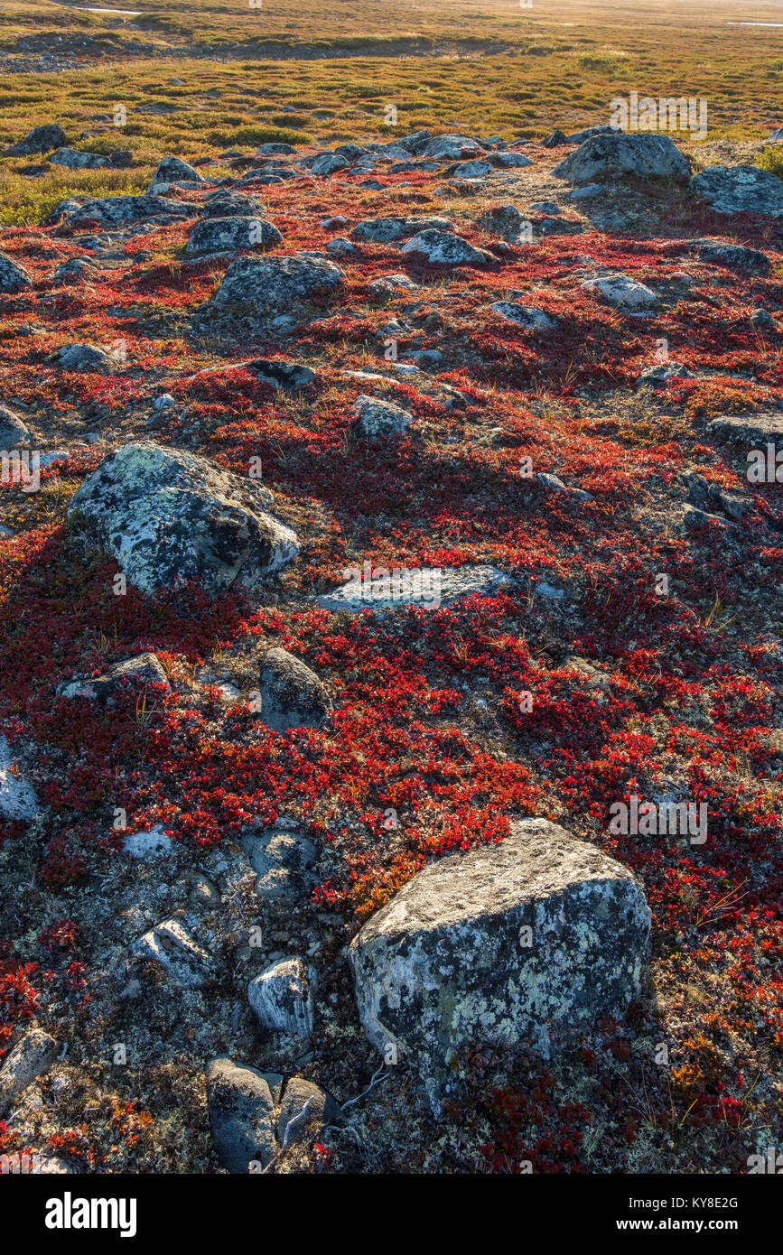 Bearberry,Tundra, Nunavik region, northern Quebec near Ungava Bay ... Bearberry,Tundra, Nunavik region, northern Quebec near Ungava Bay ...
