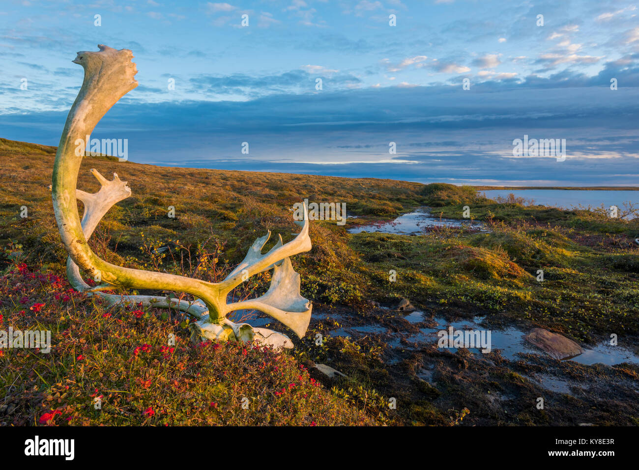 Ungava bay quebec caribou hi-res stock photography and images - Alamy