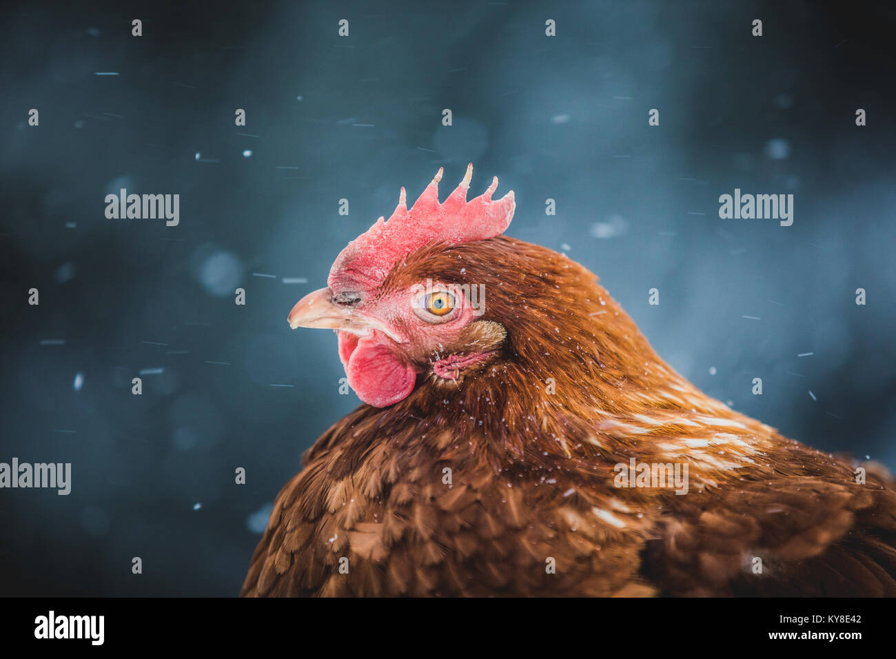 Free Range Domestic Rustic Eggs Chicken Portrait, Hen Outside during ...