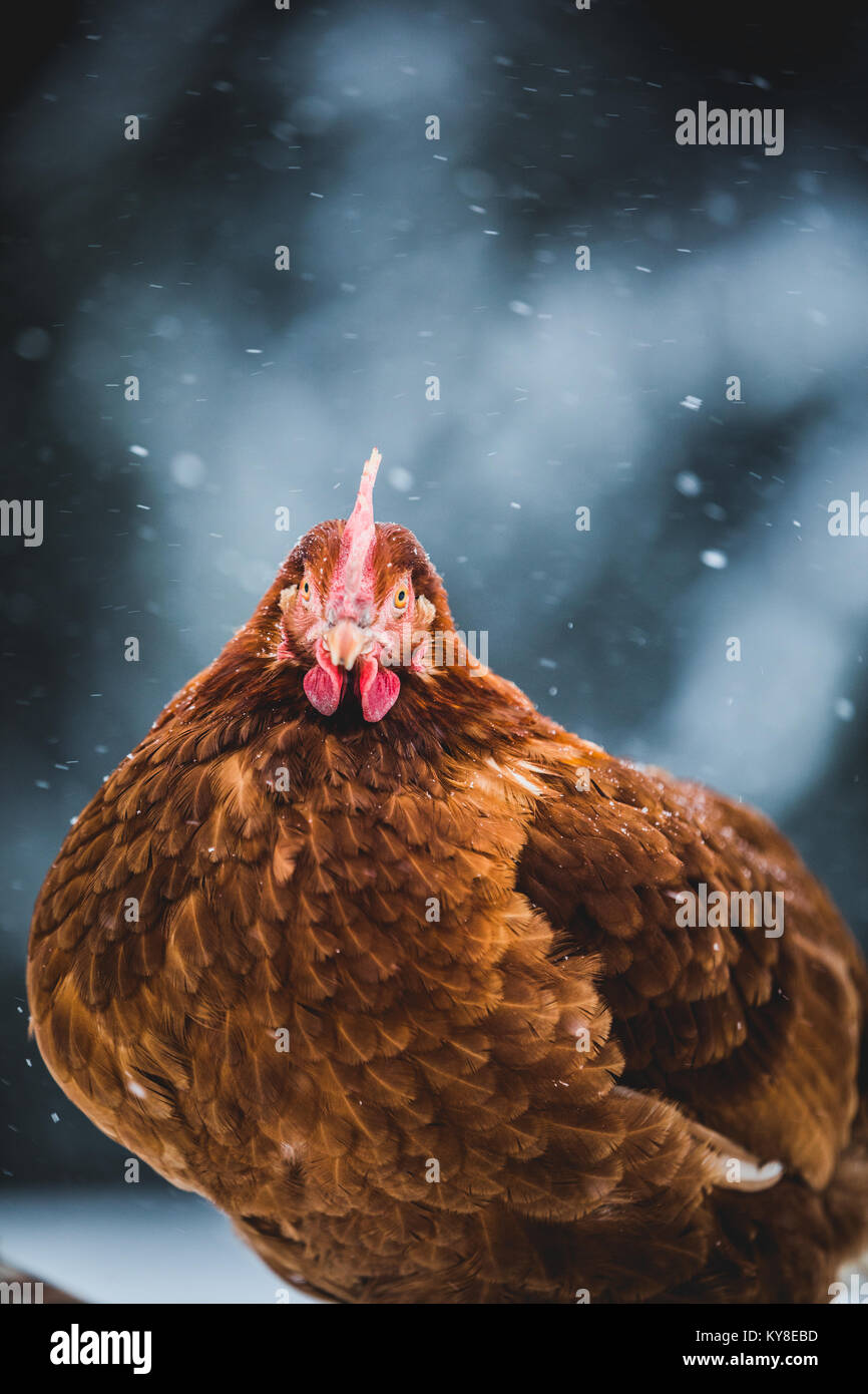 Free Range Domestic Rustic Eggs Chicken Portrait, Hen Outside during ...
