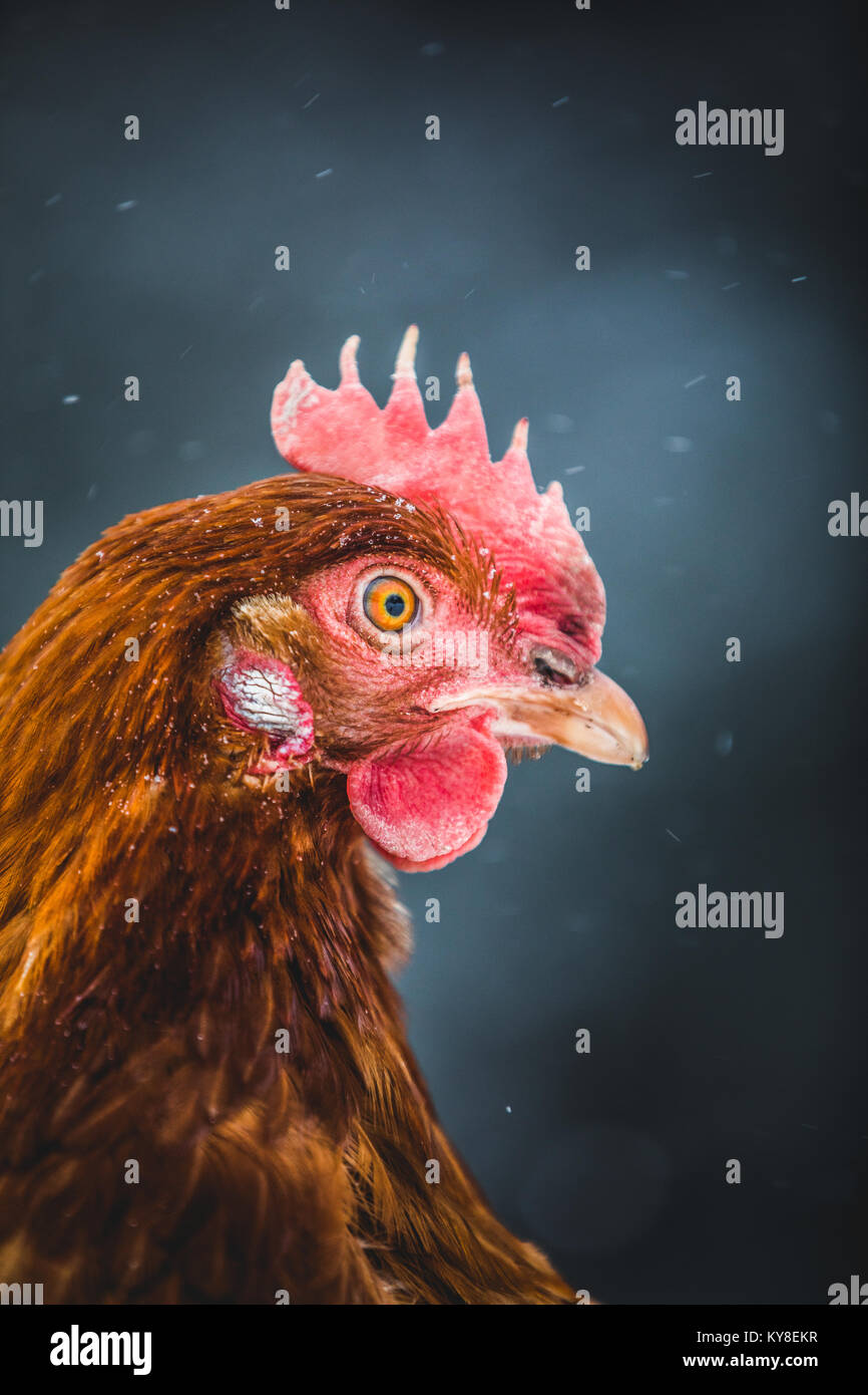 Free Range Domestic Rustic Eggs Chicken Portrait, Hen Outside during ...