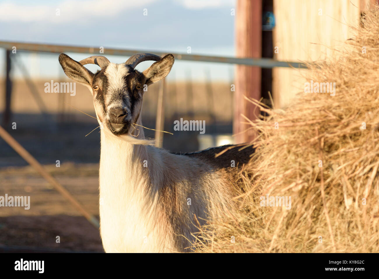 Goat hay hi-res stock photography and images - Alamy