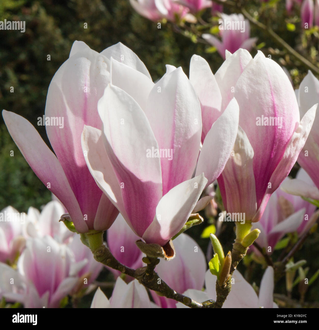 Blooming colorful magnolia flowers in sunny garden or park, seasonal ...