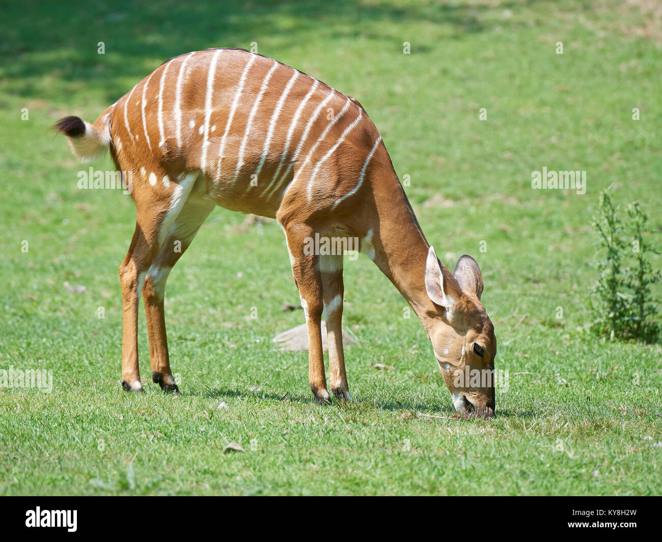Nyala eating grass in its natural habitat Stock Photo - Alamy