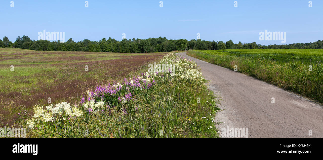 Gravel road and meadows in summer bloom. Fire-weed, rose-bay, Chamerion ...