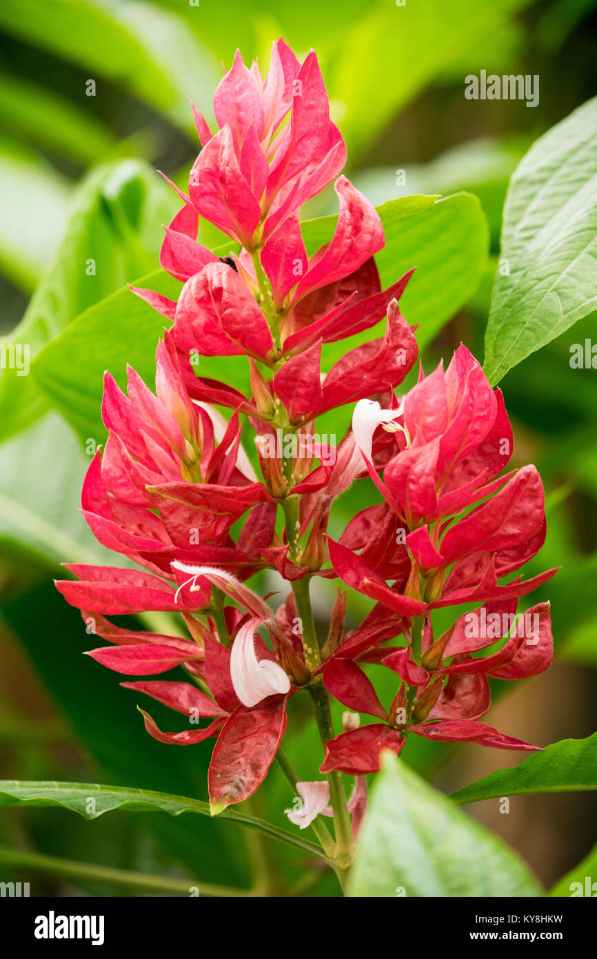 a beautiful red flower close up Stock Photo - Alamy