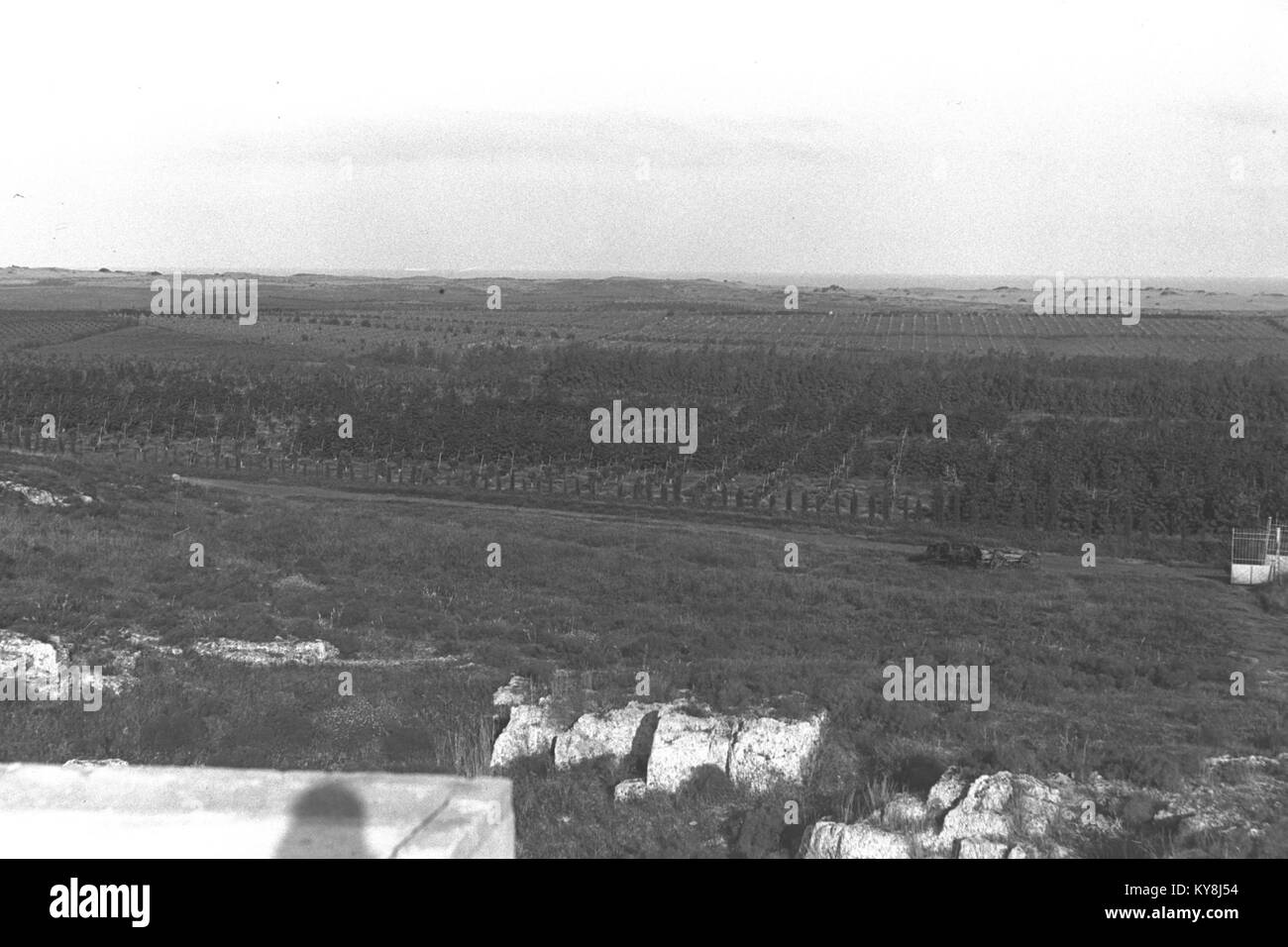 VIEW OF EMEK HEFER IN THE SHARON PLAIN. נוף של עמק חפר.D20-121 Stock ...
