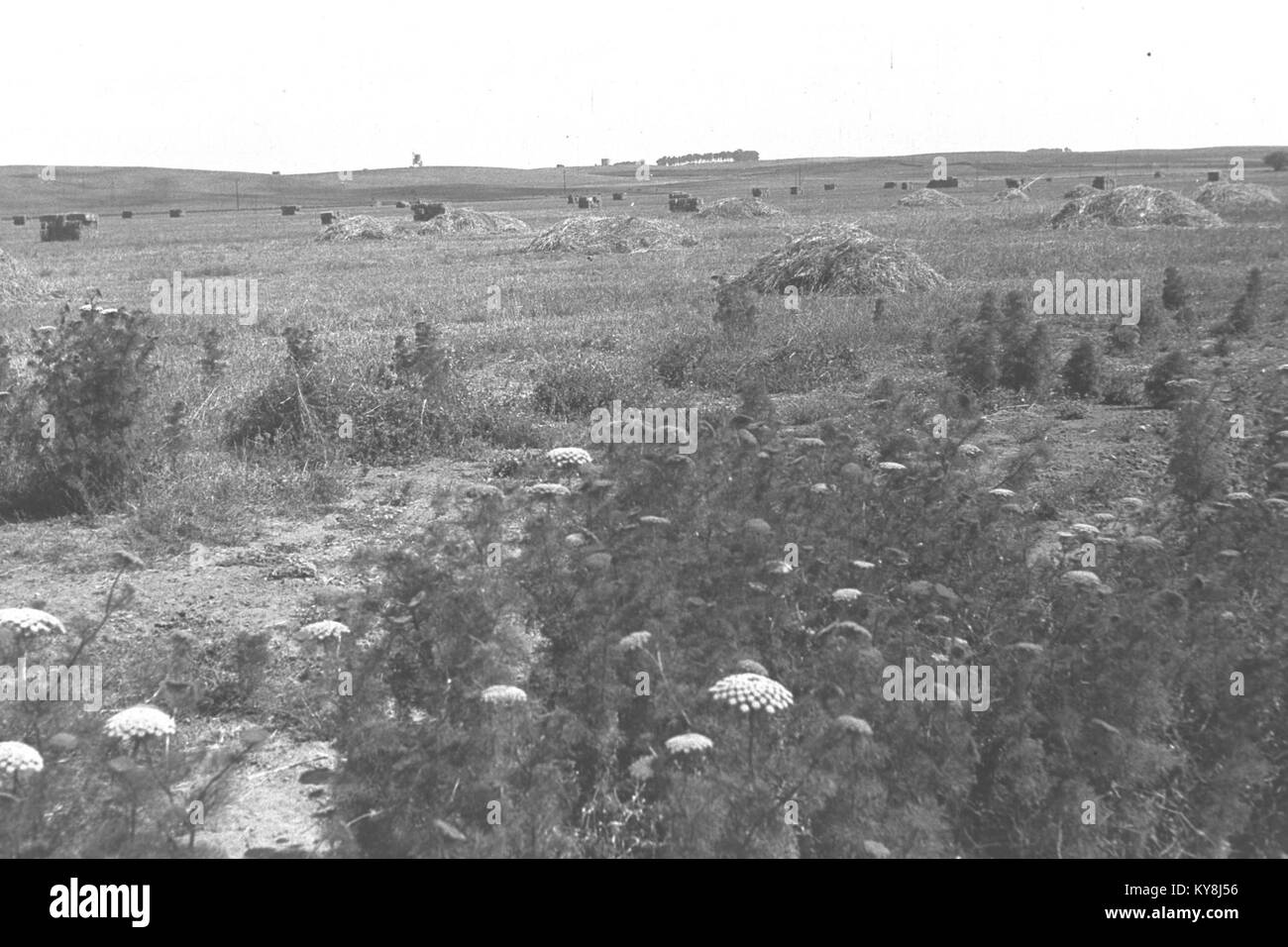 VIEW OF EMEK HEFER IN THE SHARON PLAIN. נוף של עמק חפר.D20-123 Stock ...