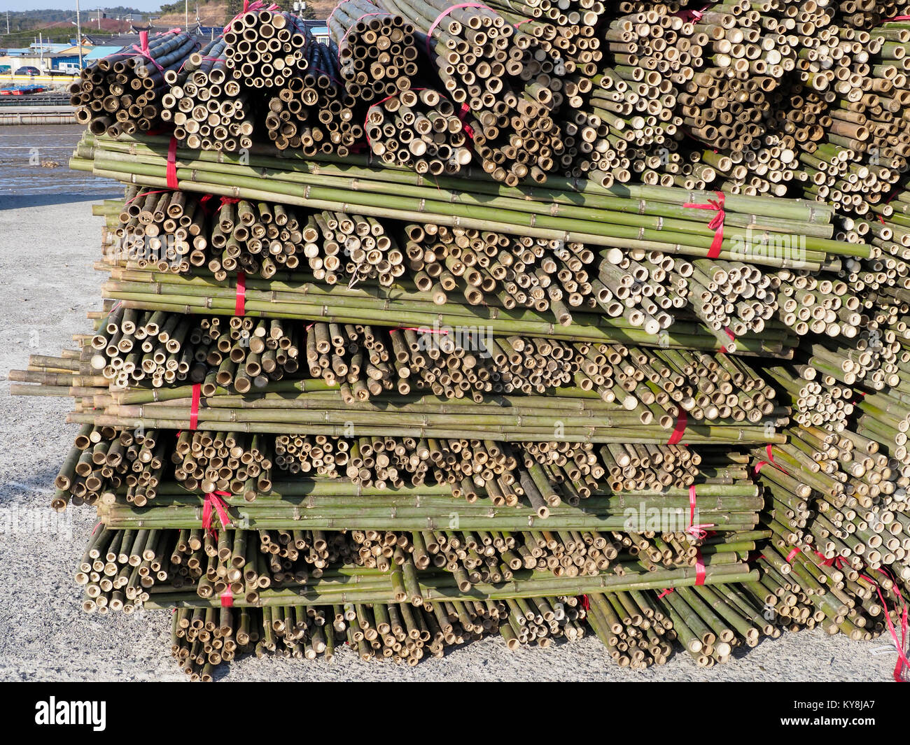 Bamboo cut and bailed in harbour in South Korea, January 2018 Stock ...